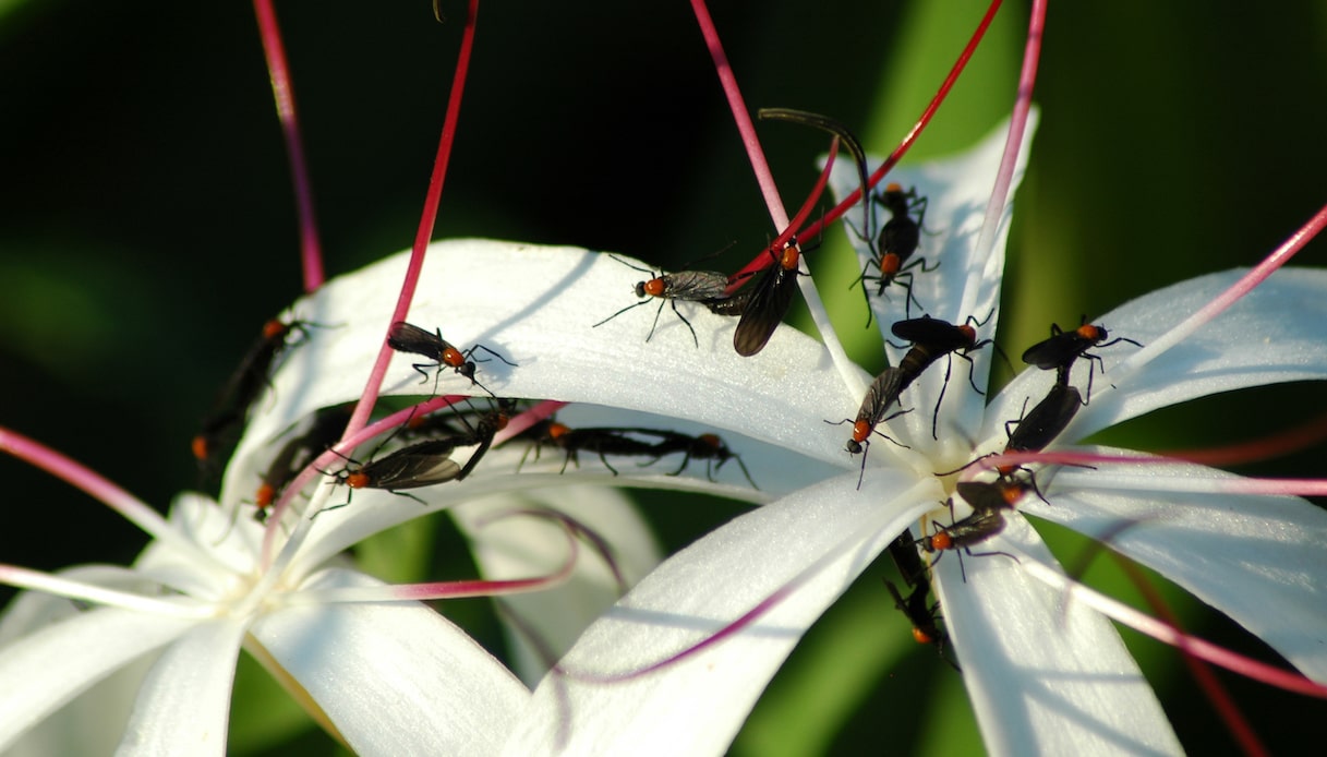 Invasione di insetti in Corea, arrivano le "lovebugs"