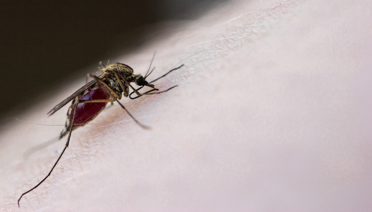 Cosa spinge le zanzare a mordere, la scoperta
