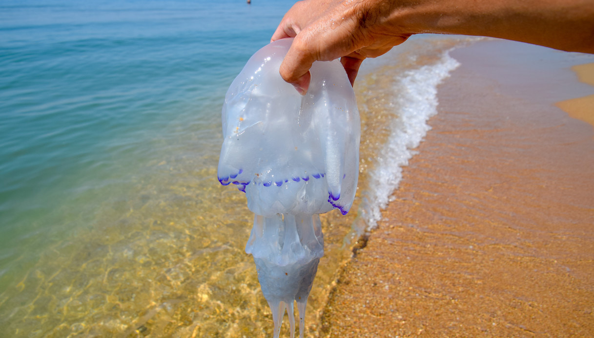 Come riconoscere le meduse innocue e non urticanti
