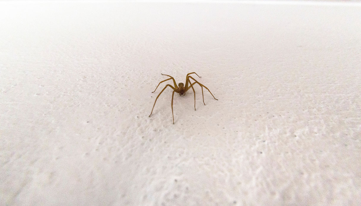 Ragno violino, come riconoscerlo e dove si trova