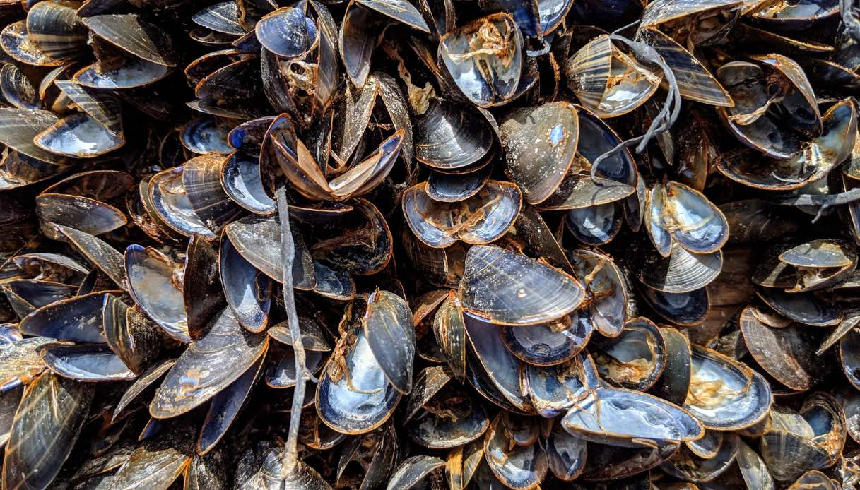 Perché rischiamo di non trovare più cozze nei nostri mari