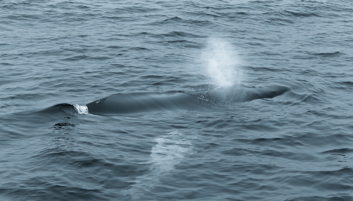 Bokep aine historically this venue is quite variable, so