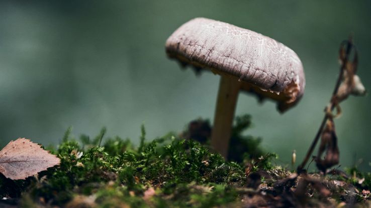 Fungo a cappuccio mortale, come riconoscerlo