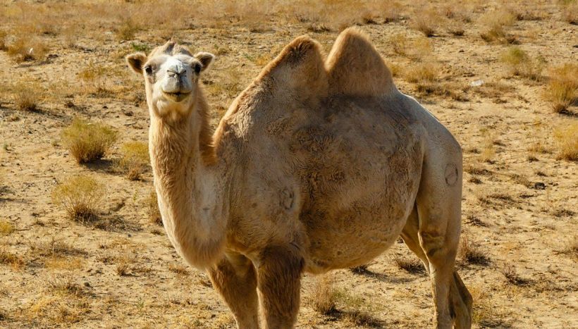 Sai perché il cammello ha le gobbe?