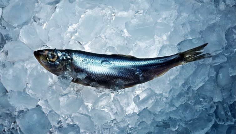 Pesce surgelato: modi e tempi del congelamento sicuro in freezer