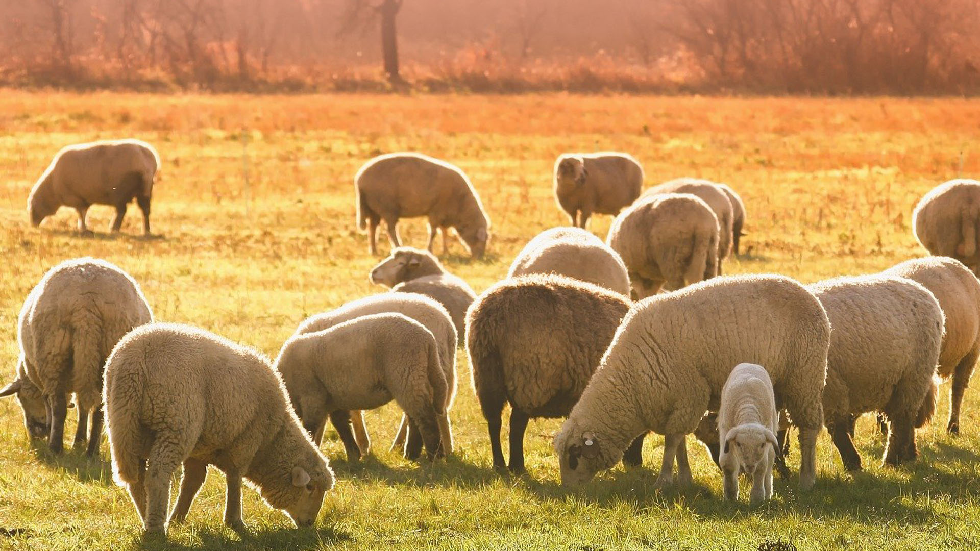 Cosa vuol dire il Proverbio All'Ultimo Si Contano Le Pecore