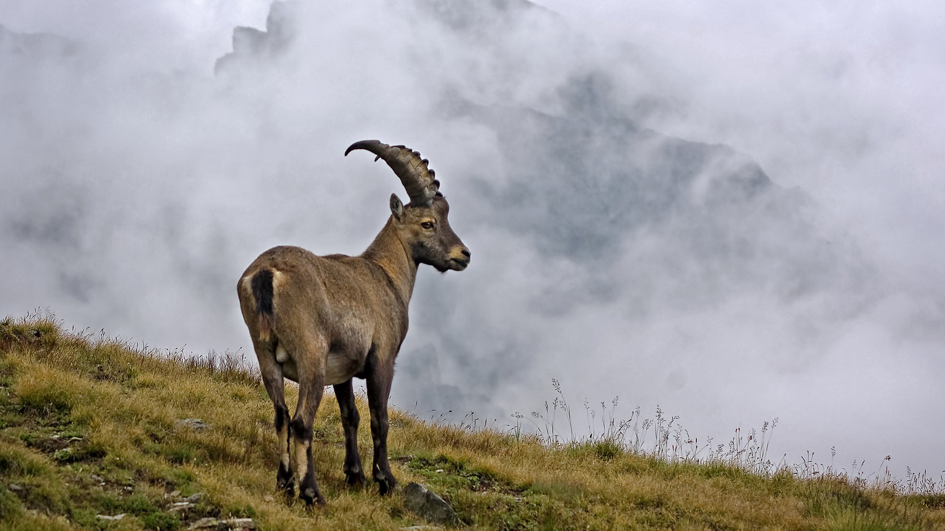 Va la capra zoppa, se il lupo non la intoppa
