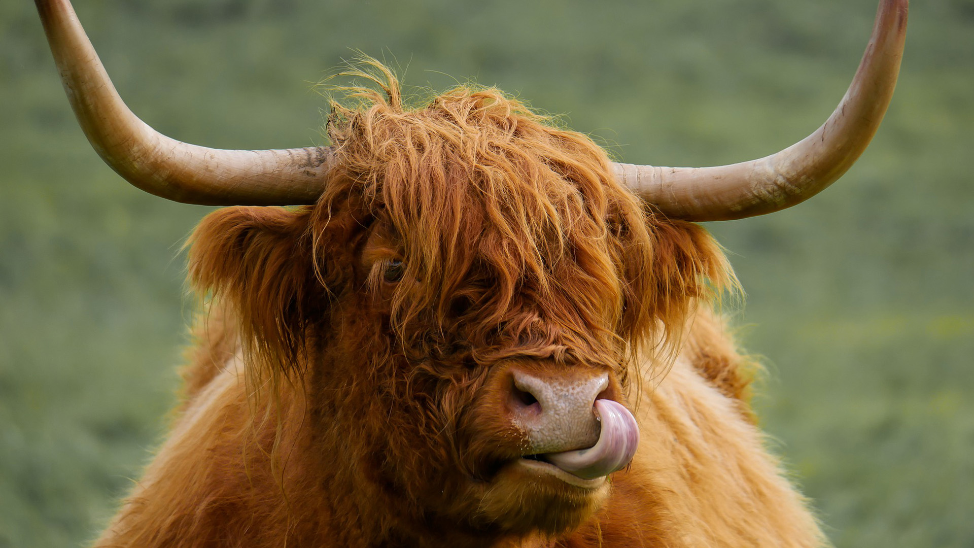 L’uomo per la parola e il bue per le corna