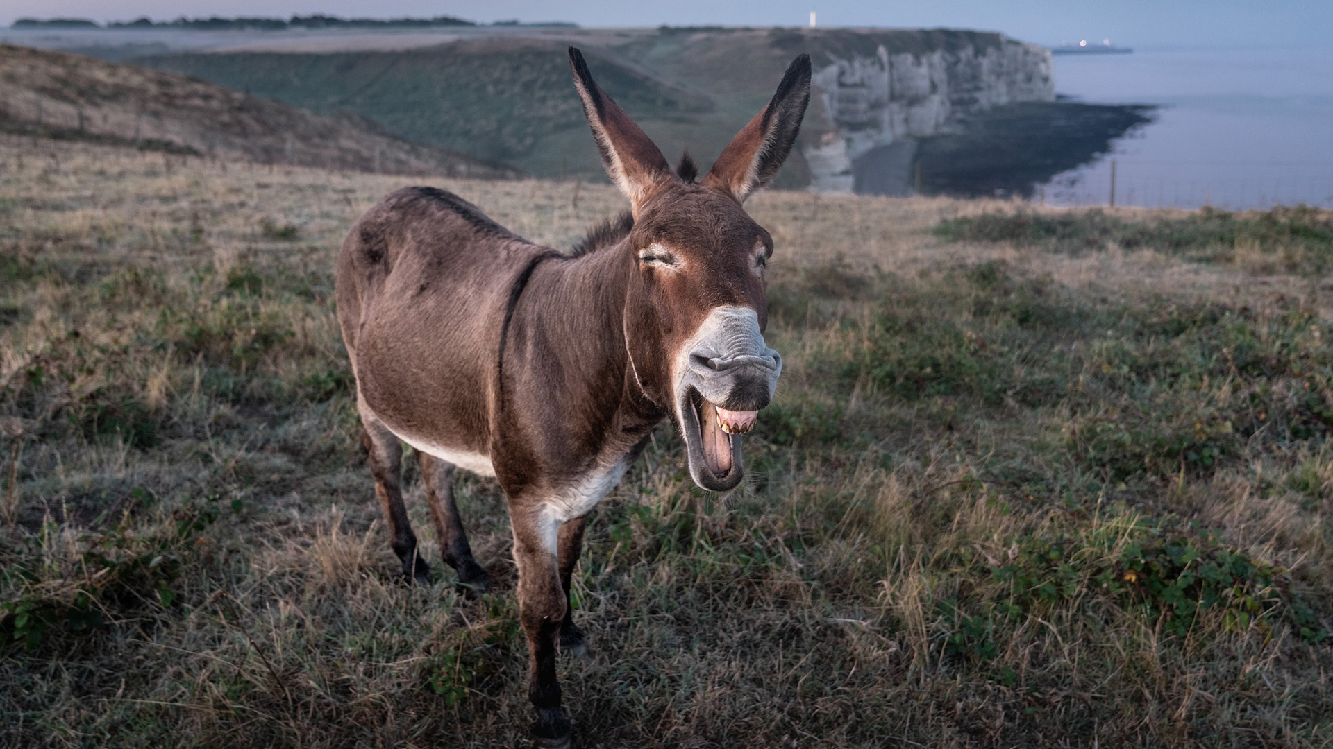 Quale asino dà in parete tal riceve