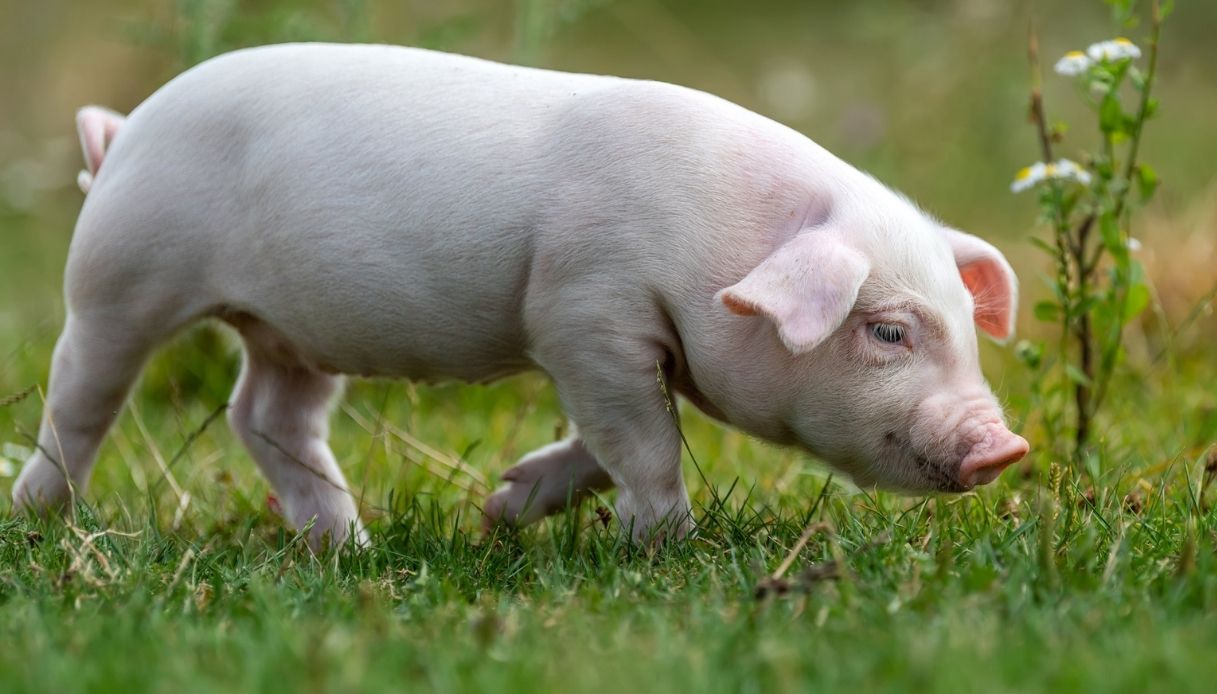 Il porco vuole mangiare sporco e dormire pulito