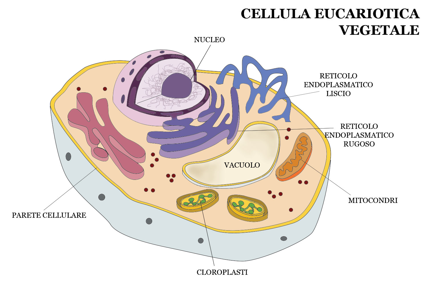 Mitocondri In Una Cellula Vegetale