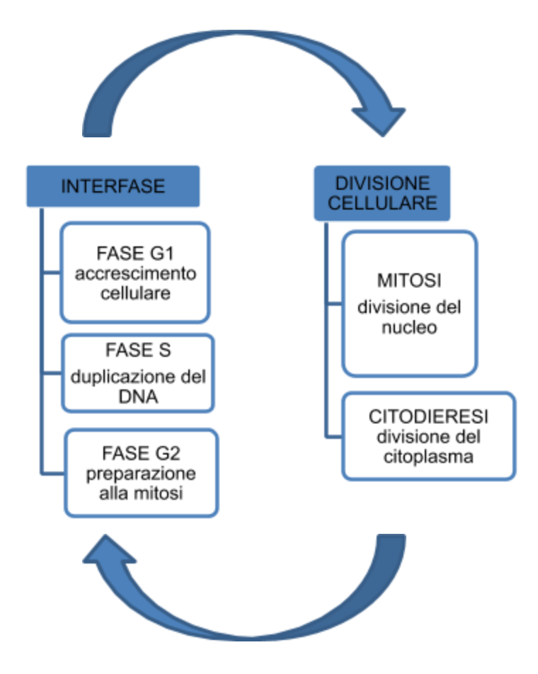 Riproduzione e divisione cellulare: mitosi e meiosi