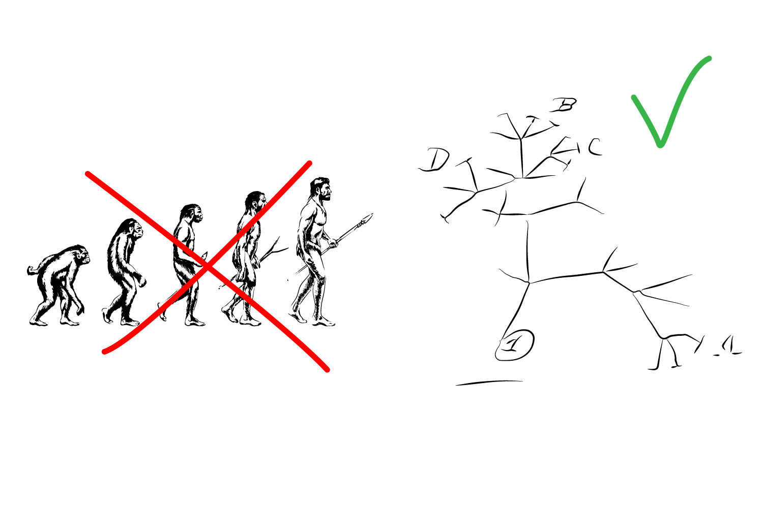 Charles Darwin: vita e pensiero del teorico dell'evoluzione