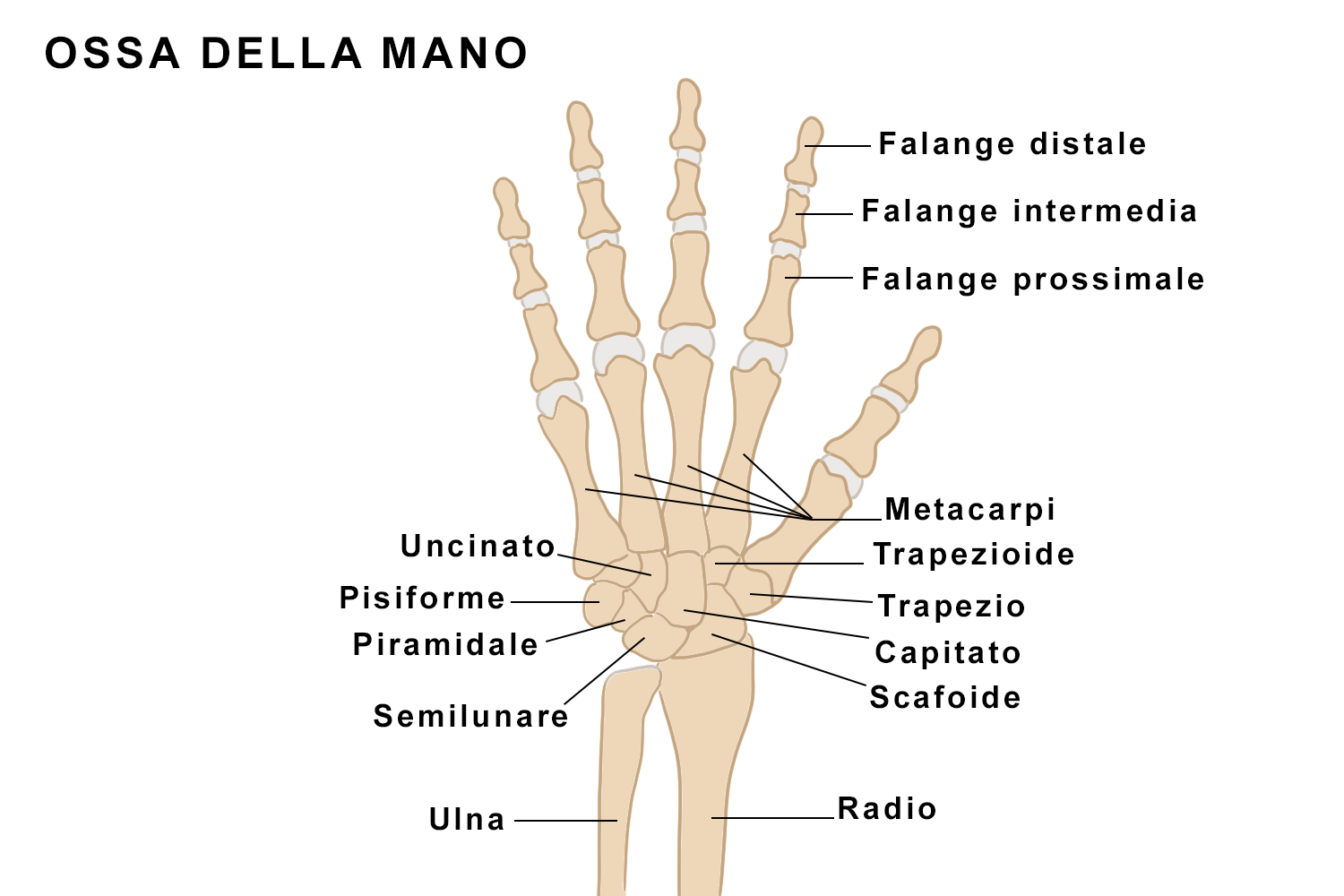 Anatomia Delle Ossa Del Braccio