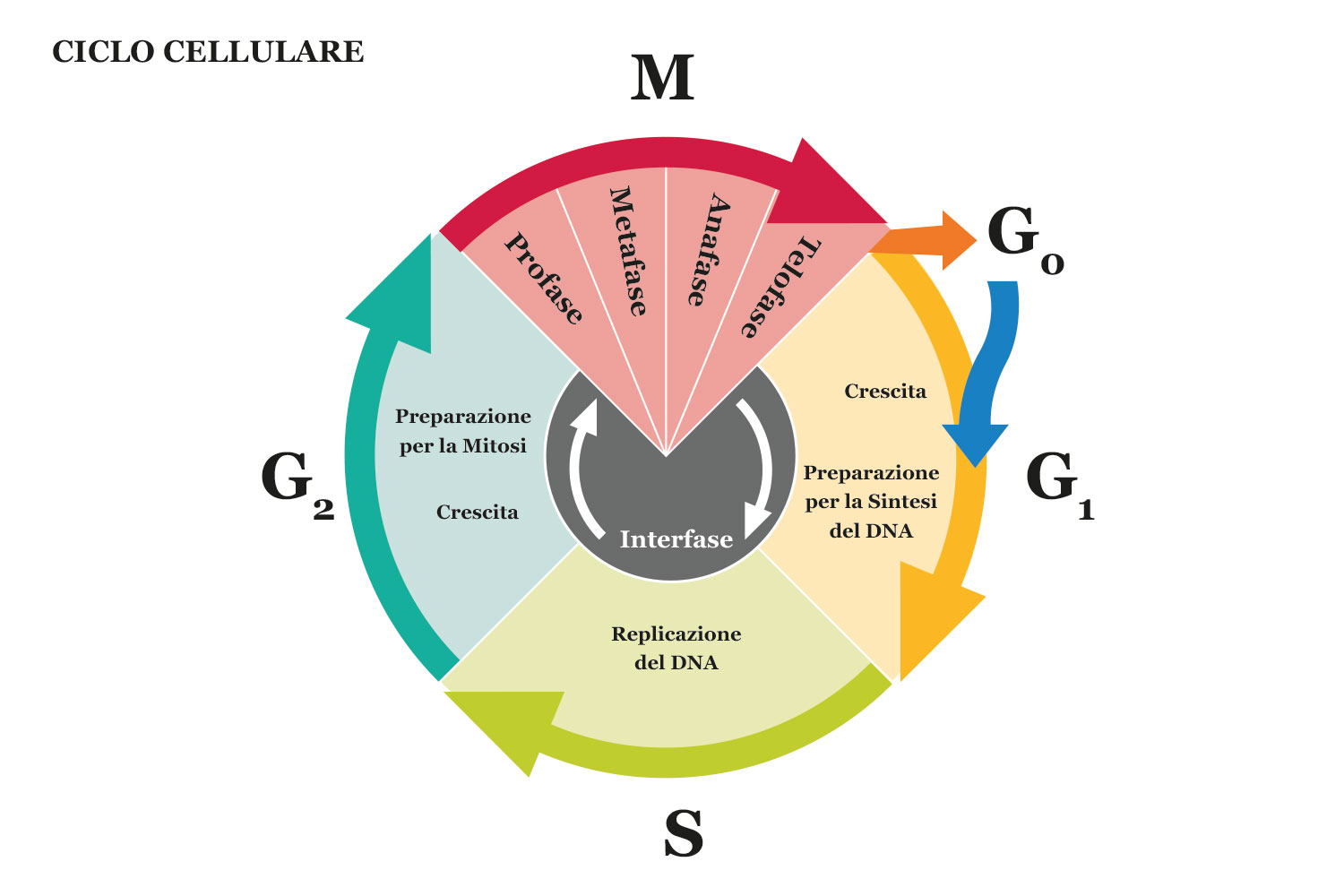 Riproduzione e divisione cellulare: mitosi e meiosi