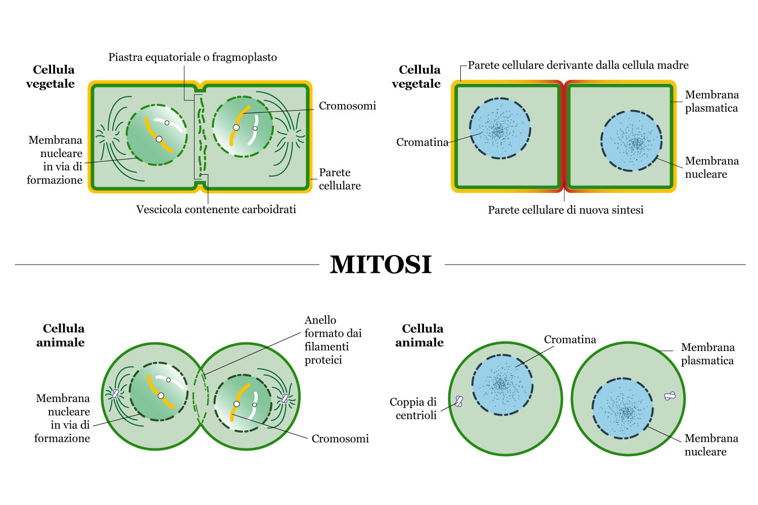 Ciclo Di Mitosi Per Bambini Meiosi: Cos'è, Quando E Dove Avviene,