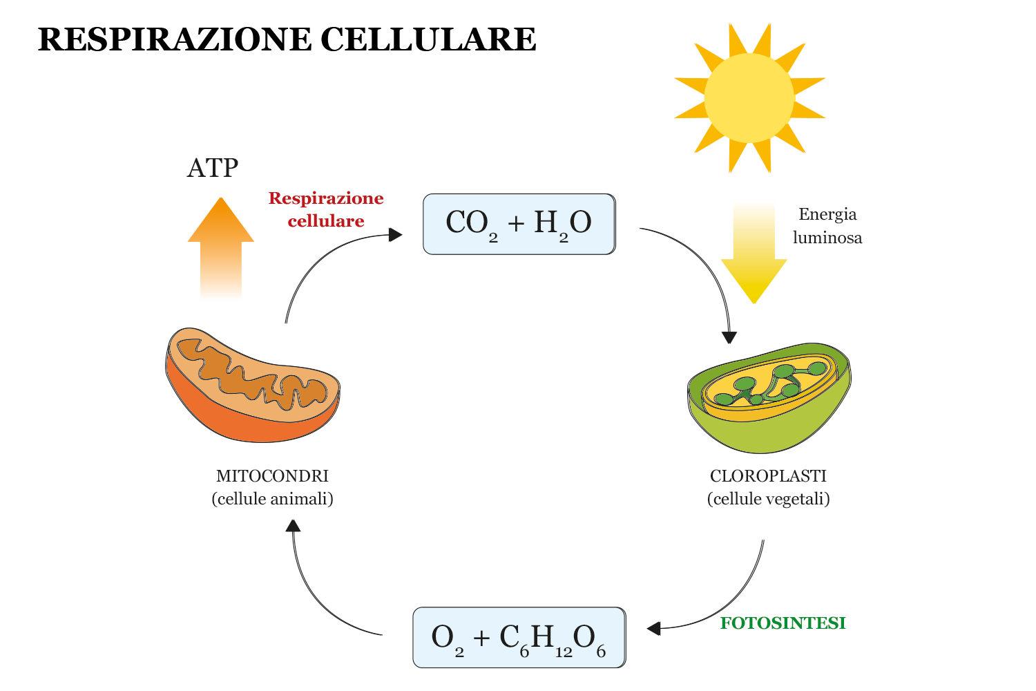Gli esseri viventi: fotosintesi e respirazione cellulare