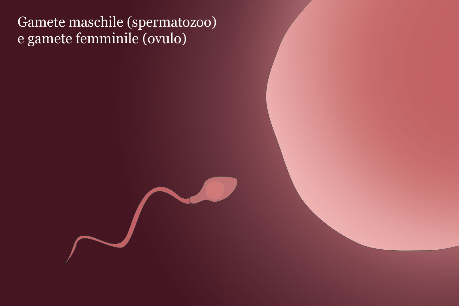 Riproduzione e divisione cellulare: mitosi e meiosi