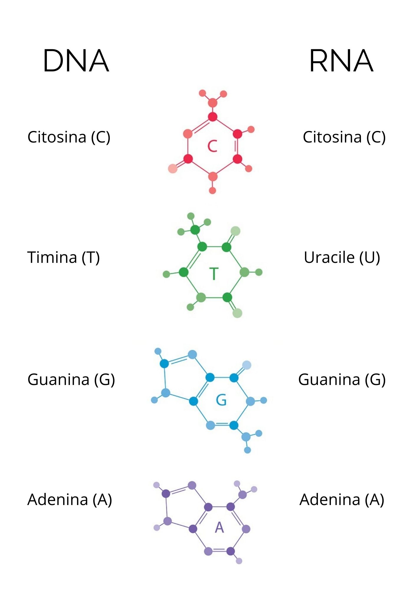 Le biomolecole: carboidrati, lipidi e proteine