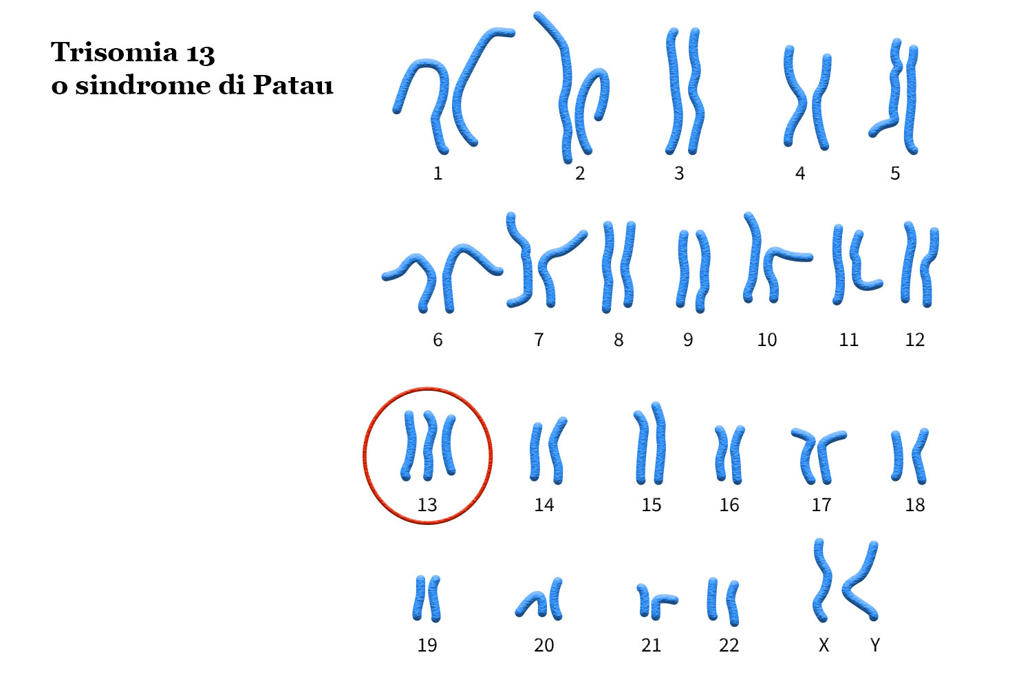 DNA e RNA, sintesi proteica e mutazioni