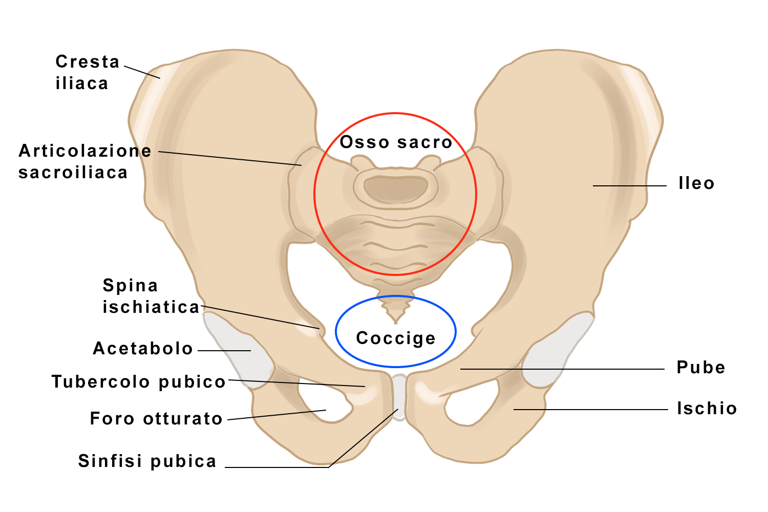 Il sistema scheletrico: ossa e articolazioni