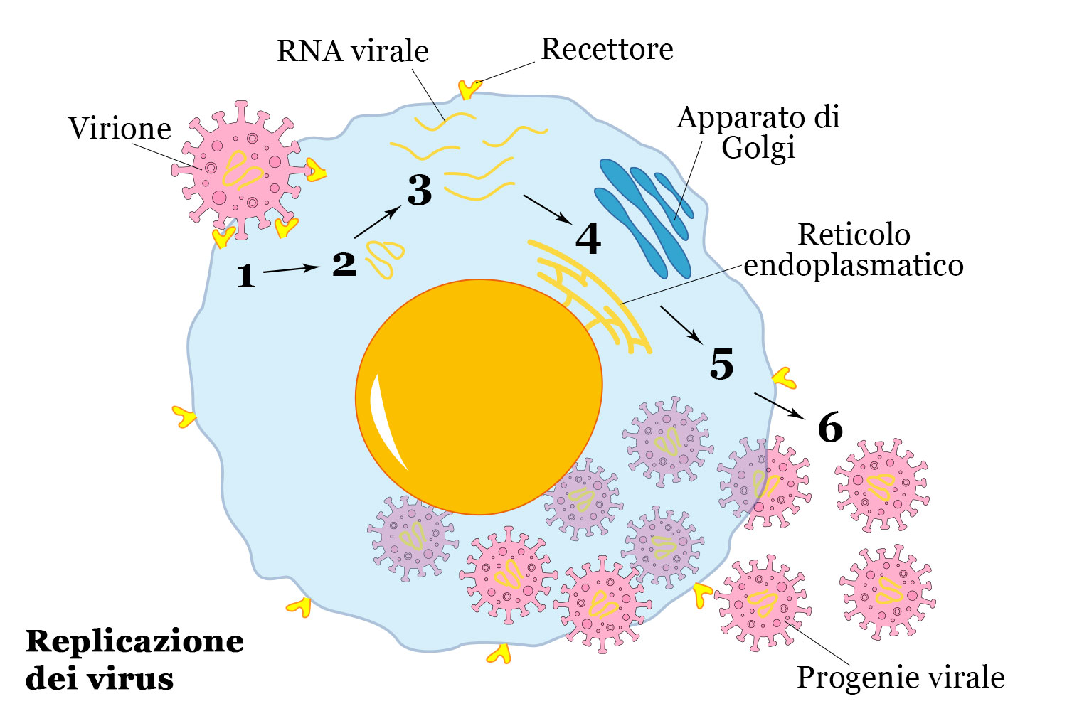 Virus: che cos'è e come funziona