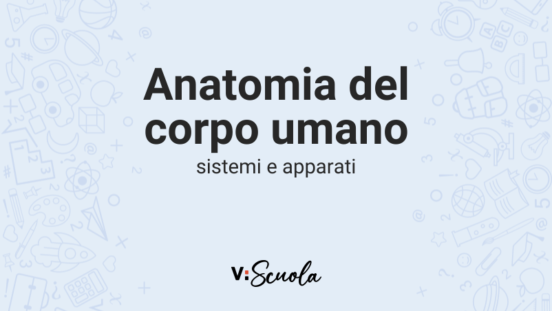 Diagramma Degli Organi Del Corpo Umano