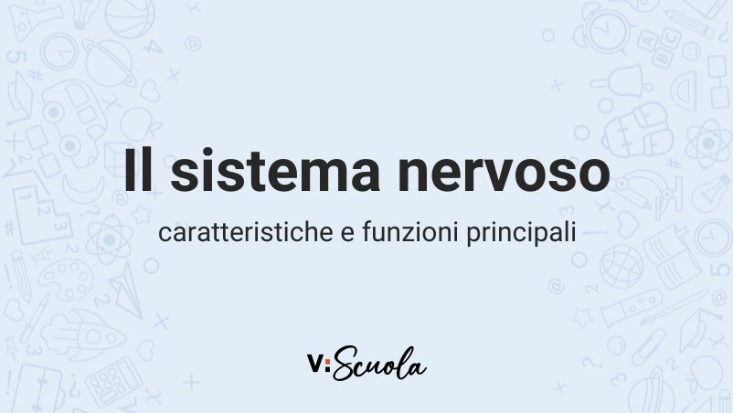 Il sistema nervoso: caratteristiche e funzioni principali