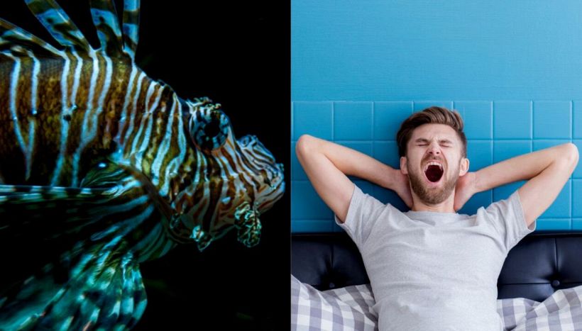 Scoperta l’origine dello sbadiglio: lo fanno anche i pesci