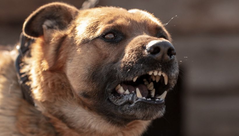Cani randagi: come riconoscerli e cosa fare in caso di pericolo Cani randagi: come riconoscerli e cosa fare in caso di pericolo