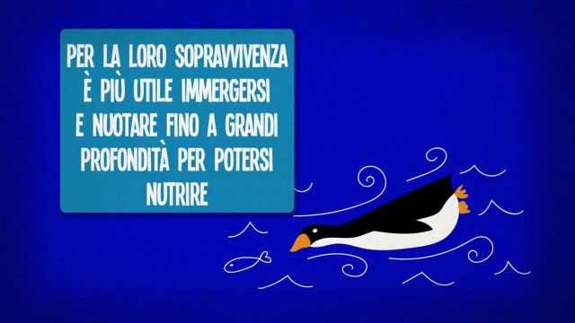 Perché i pinguini hanno le ali ma non volano? Perché i pinguini hanno le ali ma non volano?