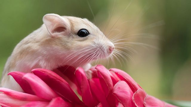 Gerbillo Le Particolarit Che Rendono Unico Questo Animaletto gerbillo-le-particolarit-che-rendono-unico-questo-animaletto
